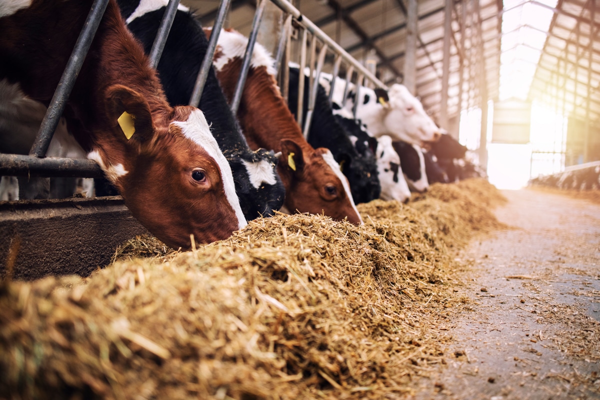 Commodity Feeds Supply & Delivery - Prairie Food & Trucking